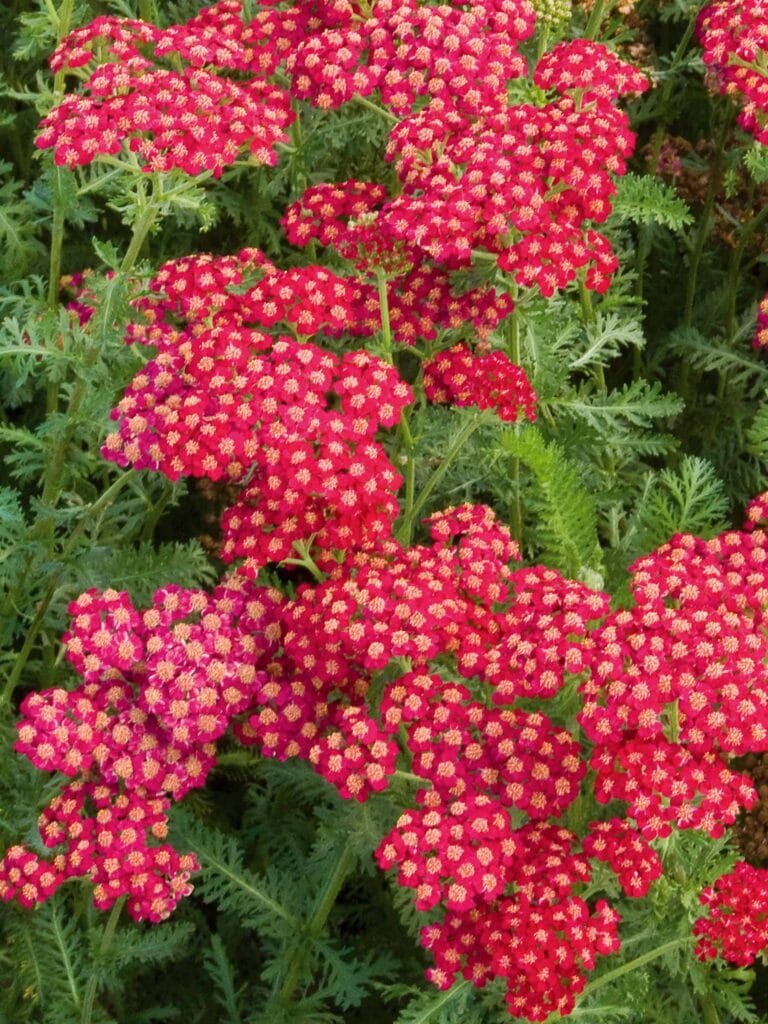 Achillea Red Velvet - case - Kébol