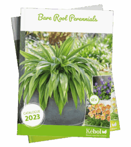 Colourful packing up your business | About Kébol