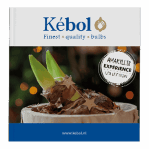 Amaryllises: ideal seasonal product for for growers of pot plants and ...