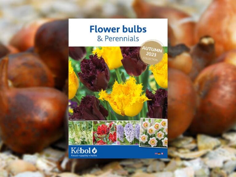 Now available: Flower bulbs & Perennials Autumn 2023 collection - Kébol