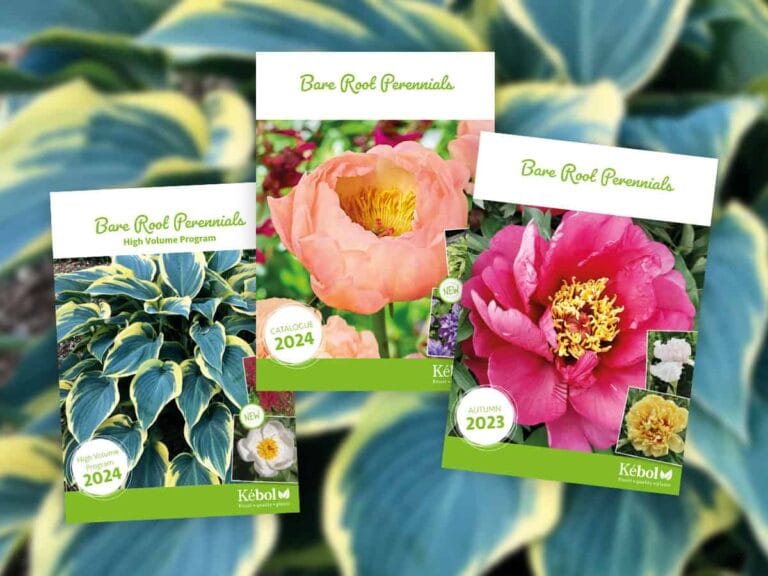 Ready to order: New Bare Root Perennials collections - Kébol