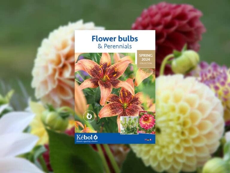 Welcome to Kébol | Colourful packing up your business