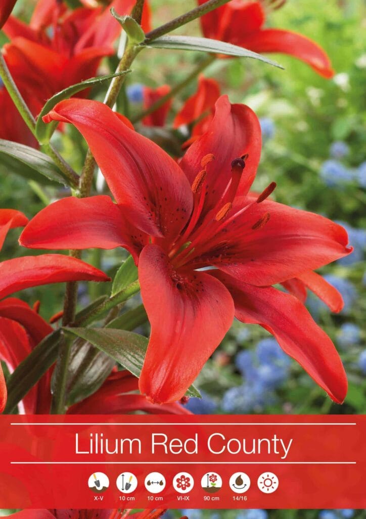 Lilium Red County - Kébol