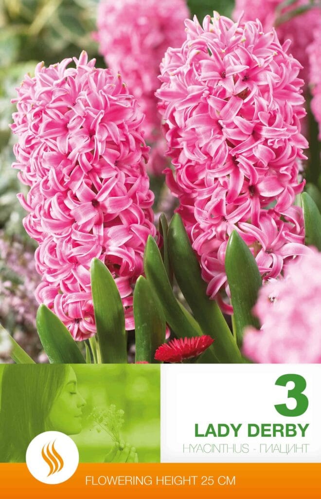 Hyacinthus Lady Derby - Kébol
