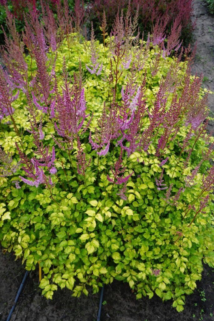 Astilbe Color Flash Lime - case - Kébol