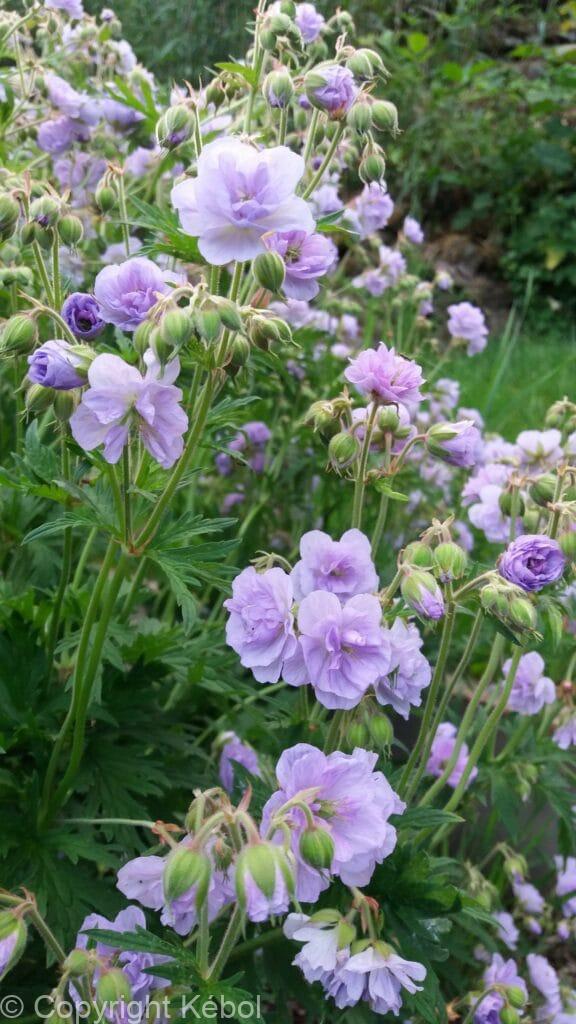 Geranium Cloud Nine - bag - Kébol