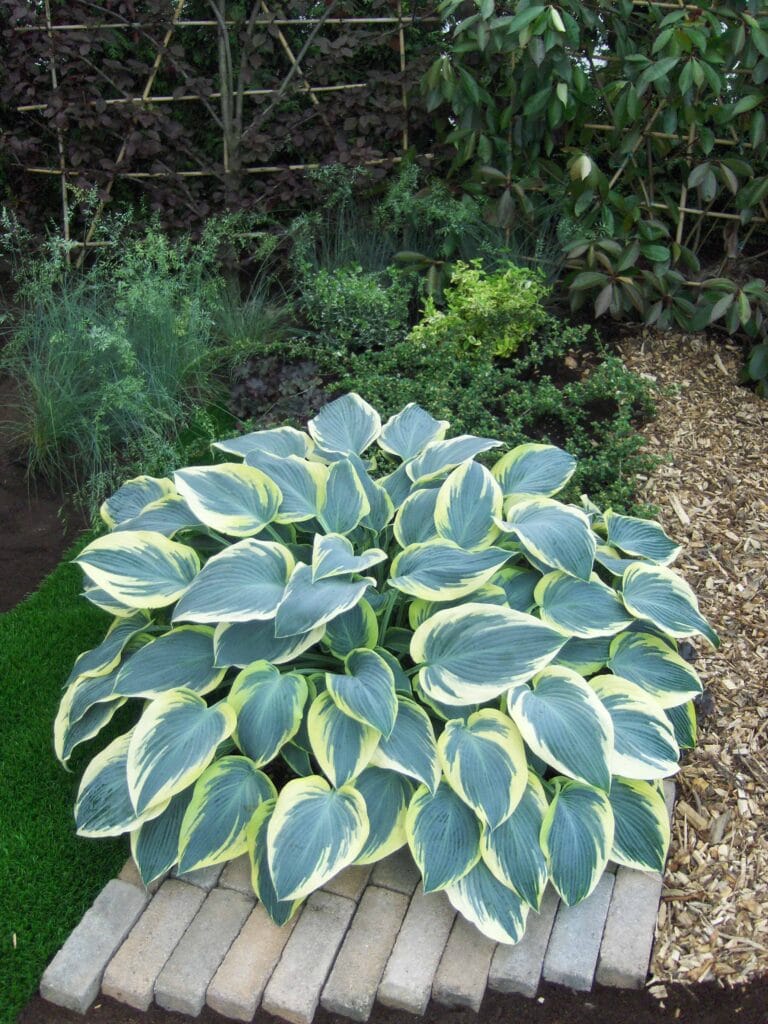 Hosta First Frost - case - Kébol