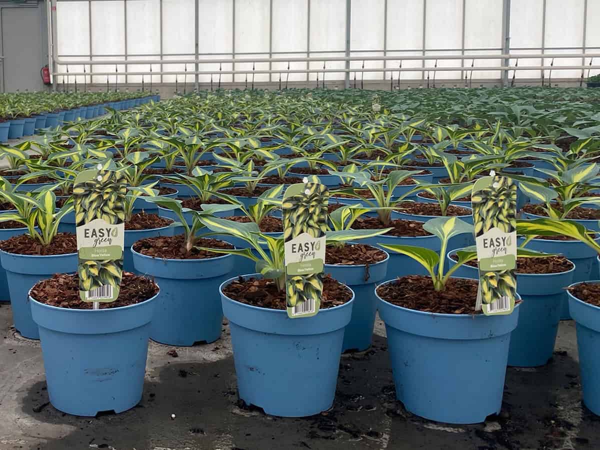 Discover Easy Green: the new sustainable perennial range from Kébol ...