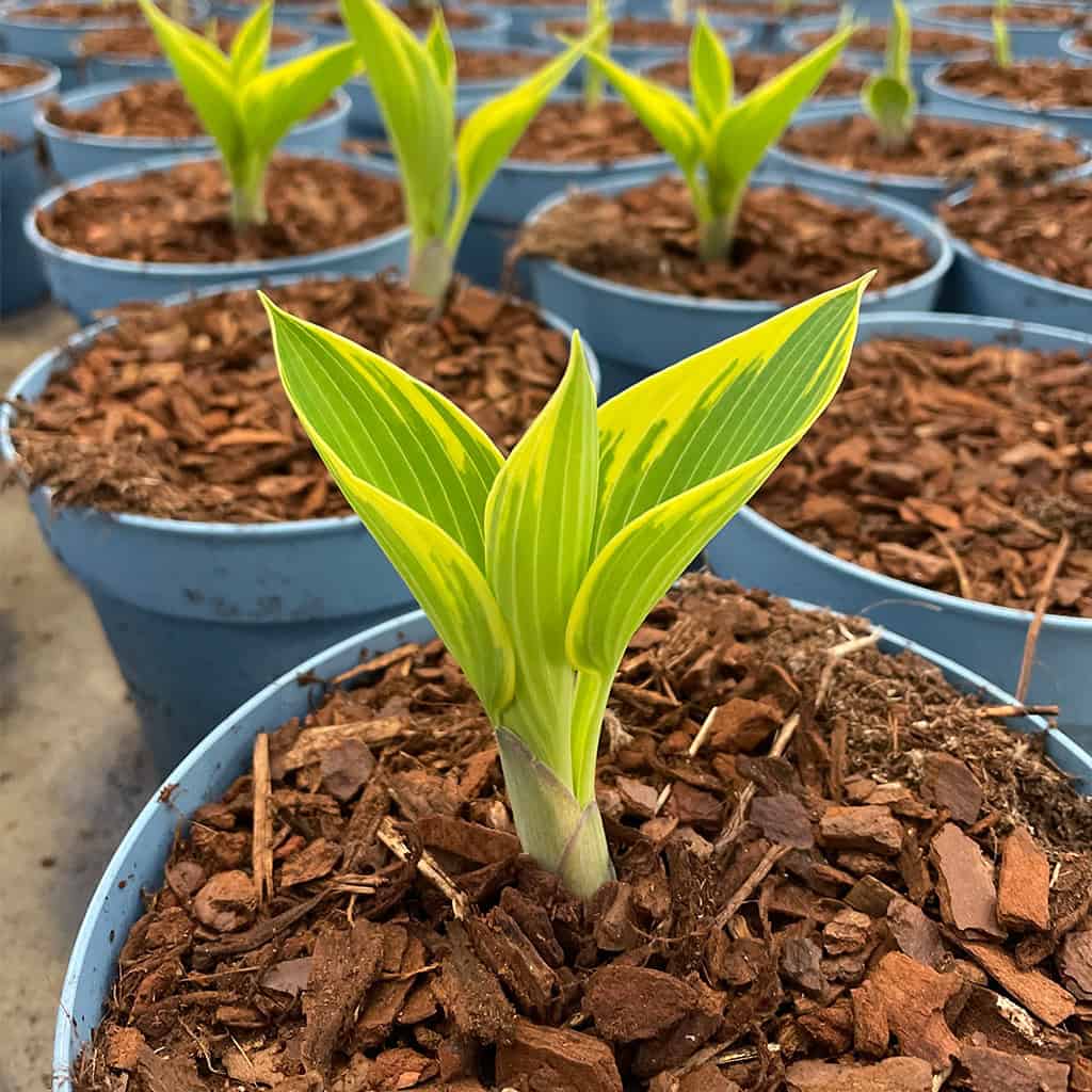 Discover Easy Green: the new sustainable perennial range from Kébol ...