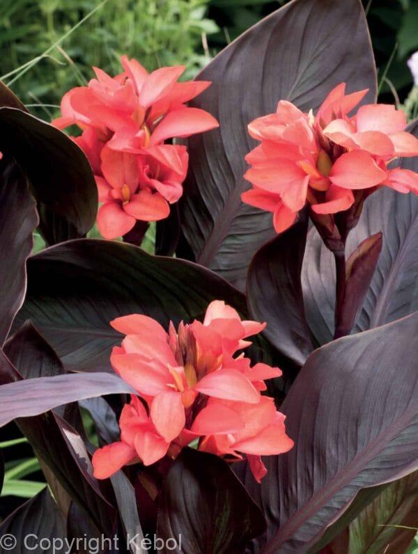 Canna indica Happy Julia - bag - Kébol