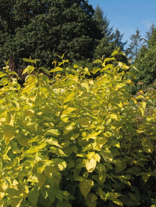 Cornus Aurea - Kébol