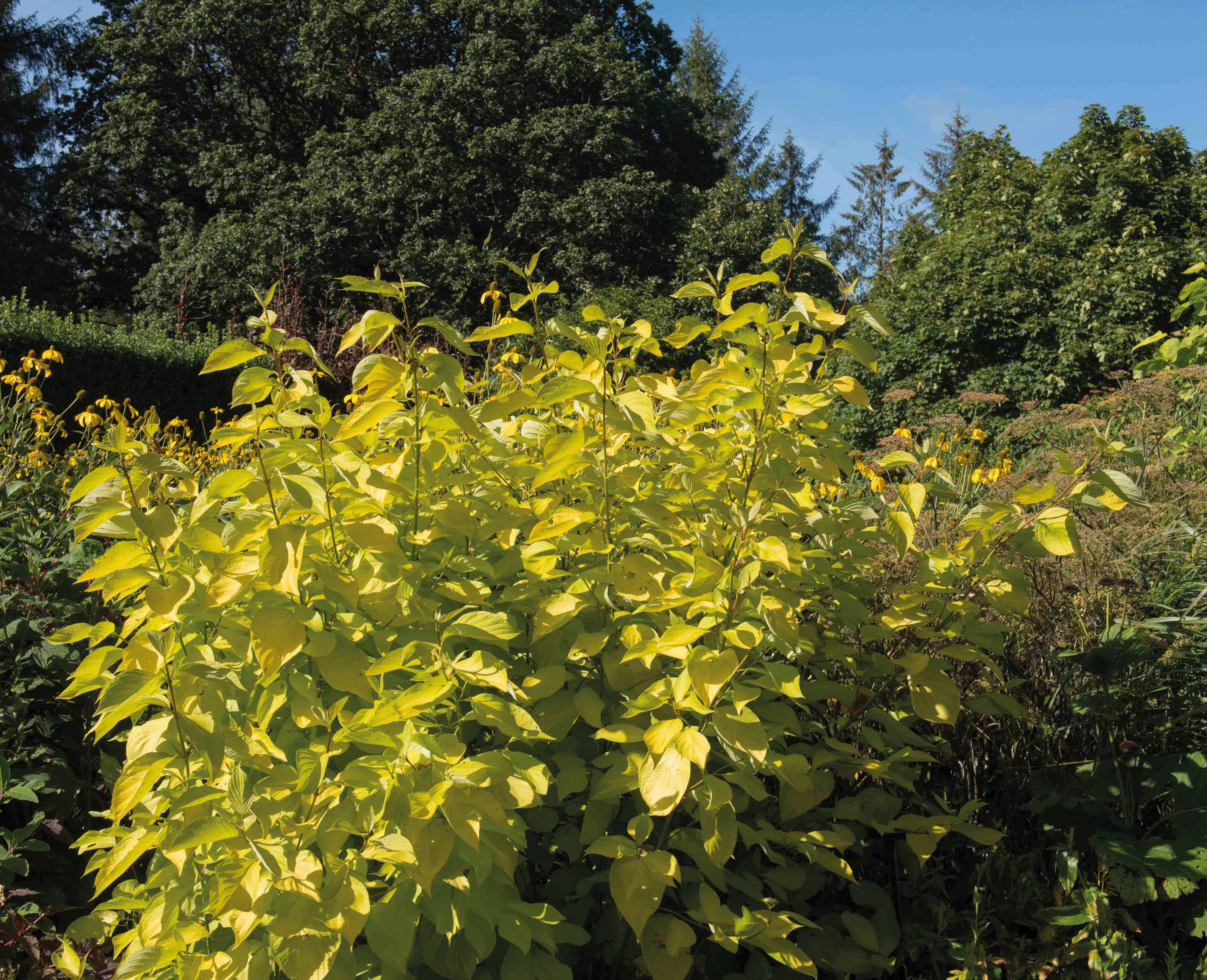 Cornus Aurea - Kébol