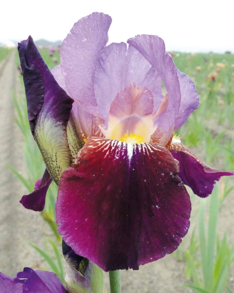 Iris Wine and Roses - Kébol