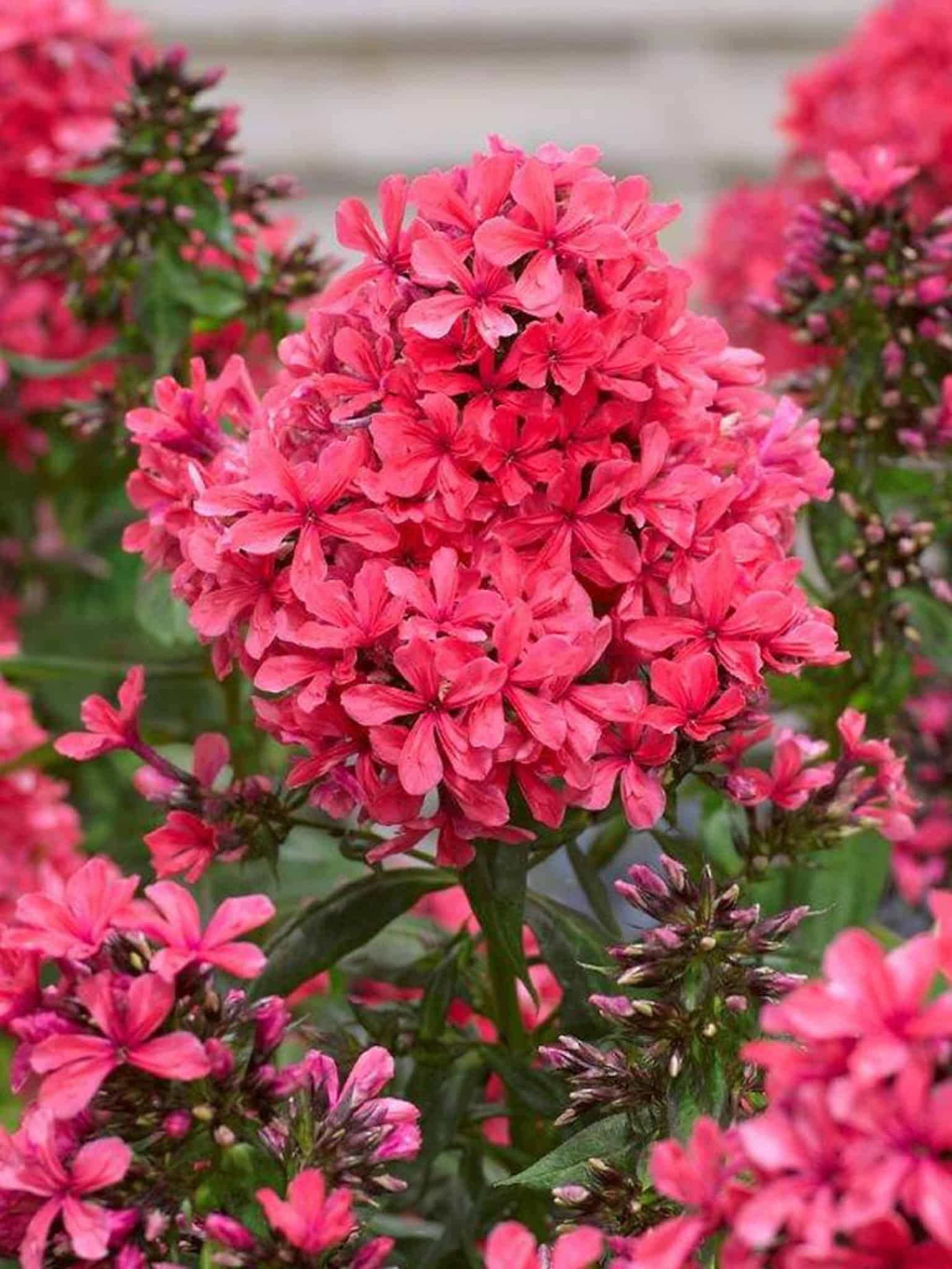 Phlox Cleopatra - Kébol