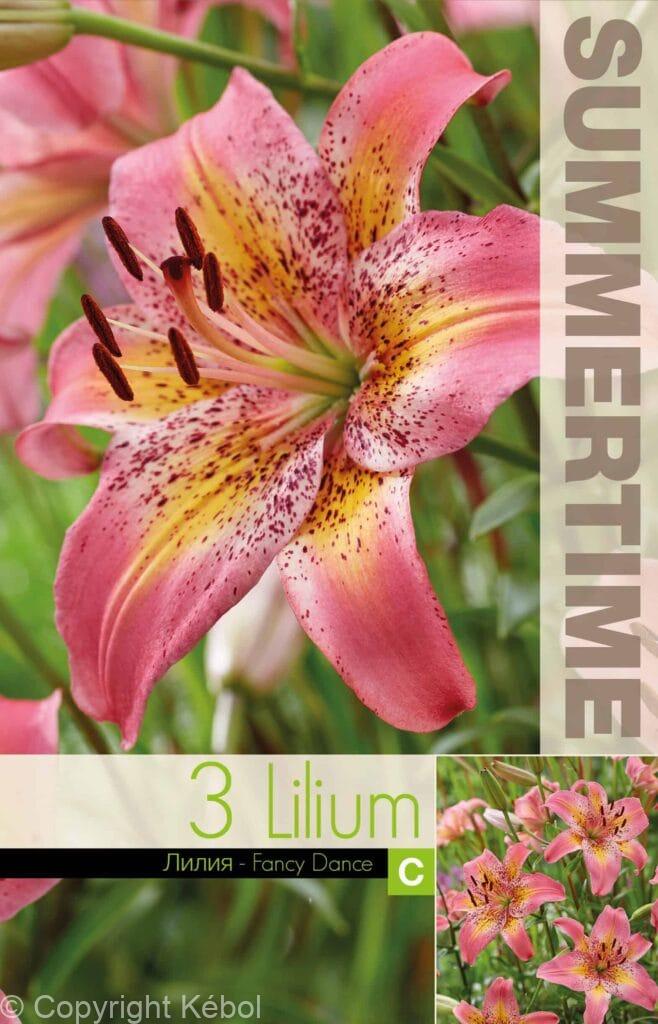 Lilium Fancy Dance / RB - Kébol