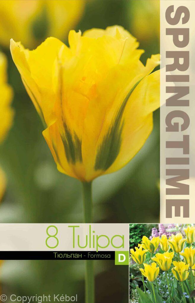 Tulipa Formosa - Kébol