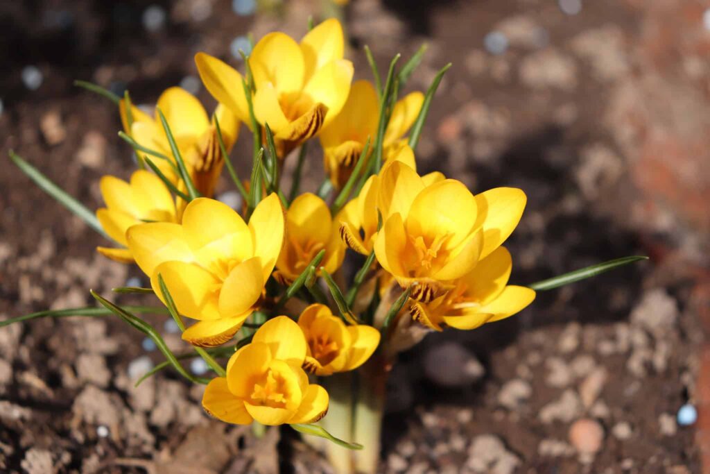 Crocus Fuscotinctus - bag - Kébol