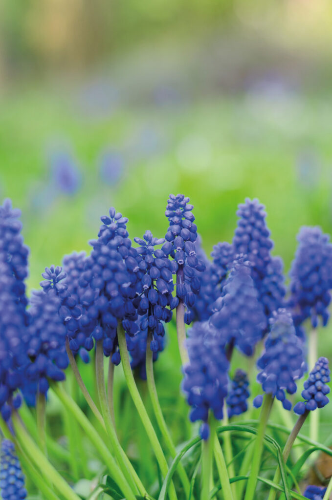 Muscari Blue Magic - case - Kébol