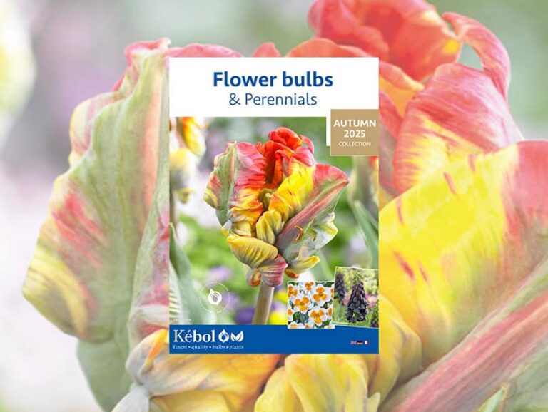 Discover our Autumn Flower bulbs & Perennials 2025 collection! - Kébol