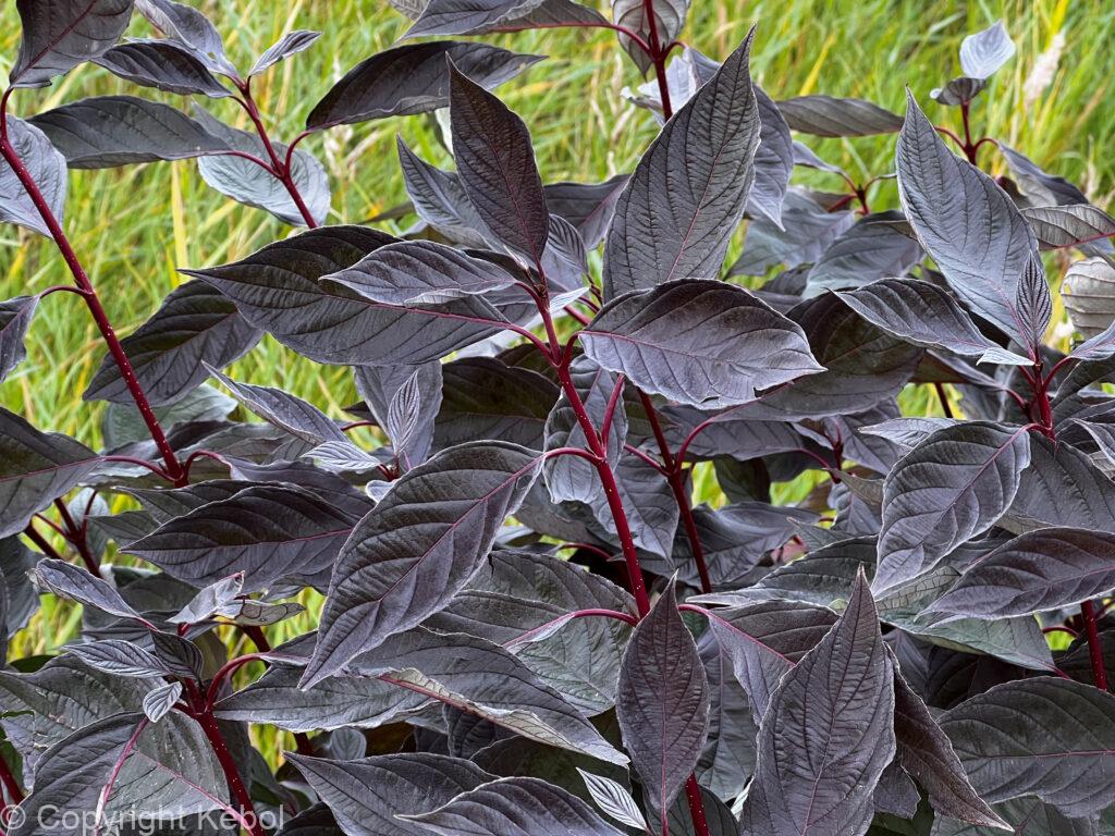Cornus Nightfall - case - Kébol
